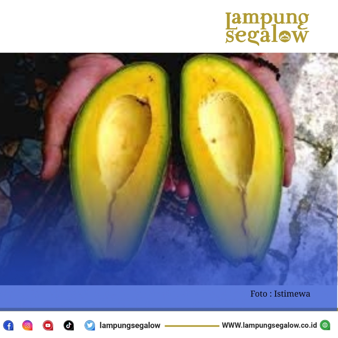 LAMPUNG SEGALOW - Alpukat Siger Sibatu Ratu Puan Kebanggaan Lampung